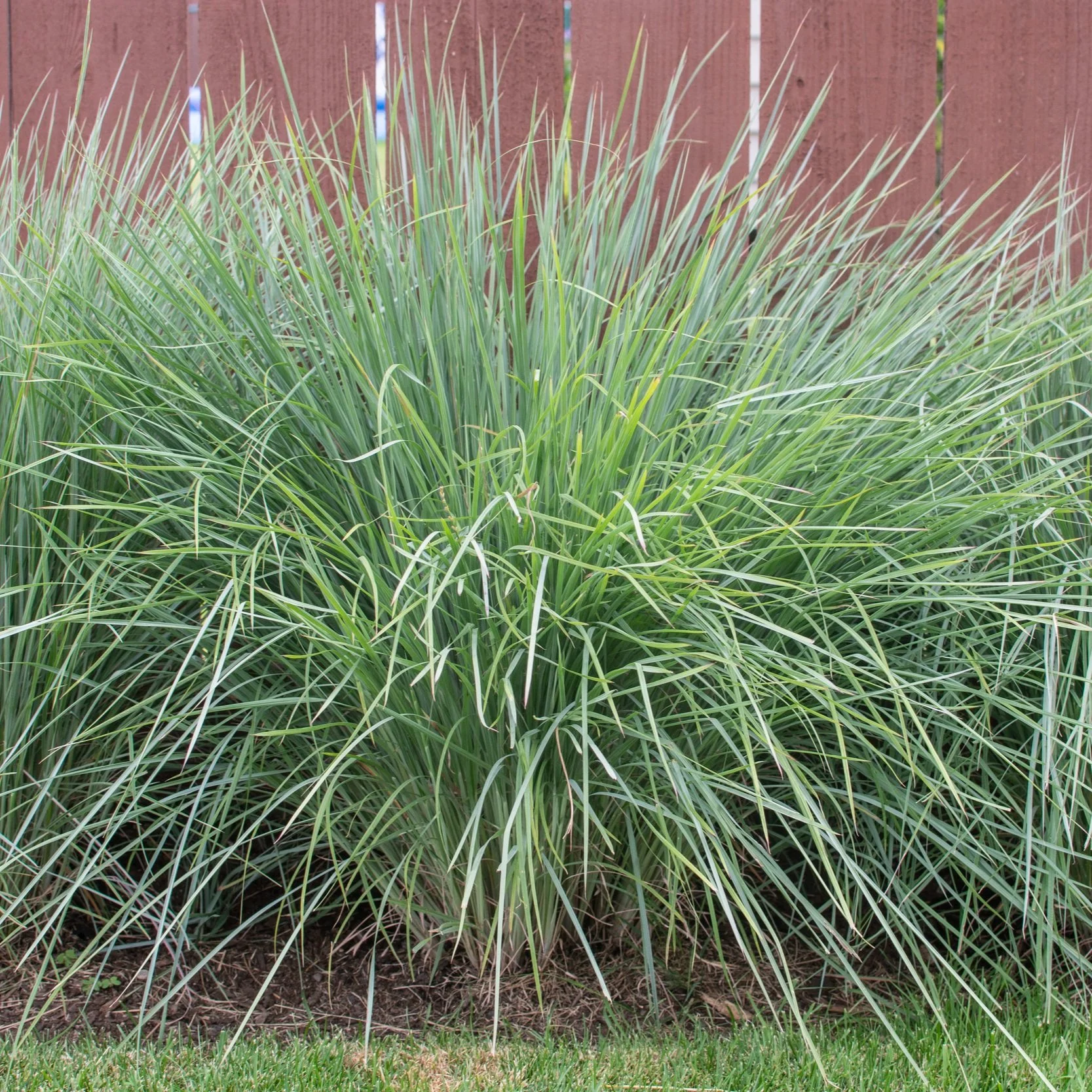 Ornamental Grasses — Ornamental Grasses