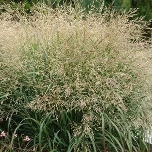 Ornamental Grasses — Ornamental Grasses