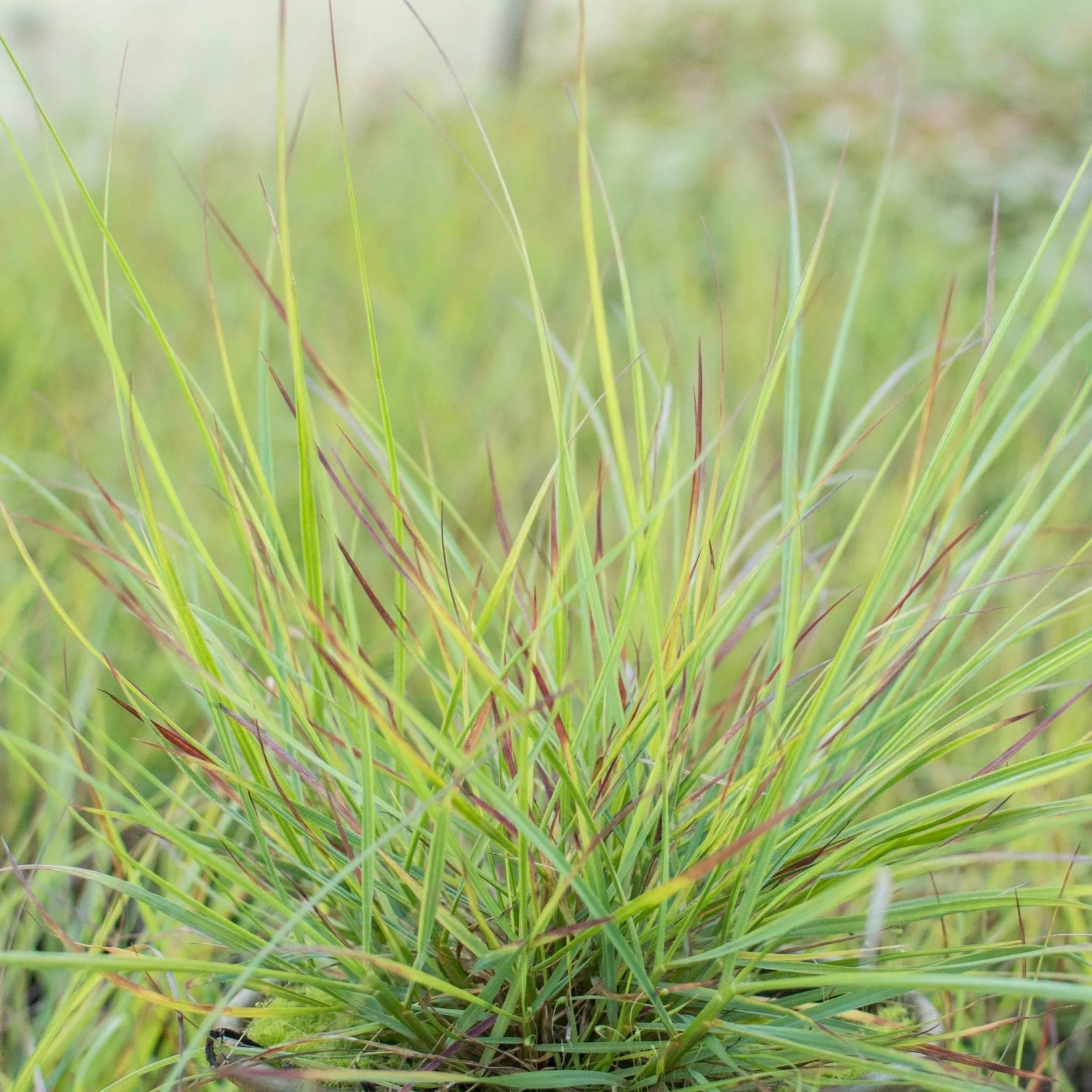 Ornamental Grasses — Ornamental Grasses