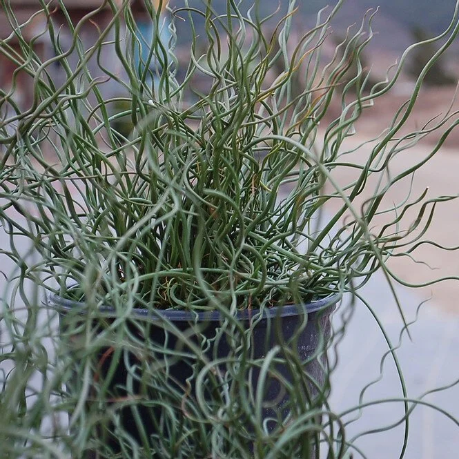 Ornamental Grasses — Ornamental Grasses