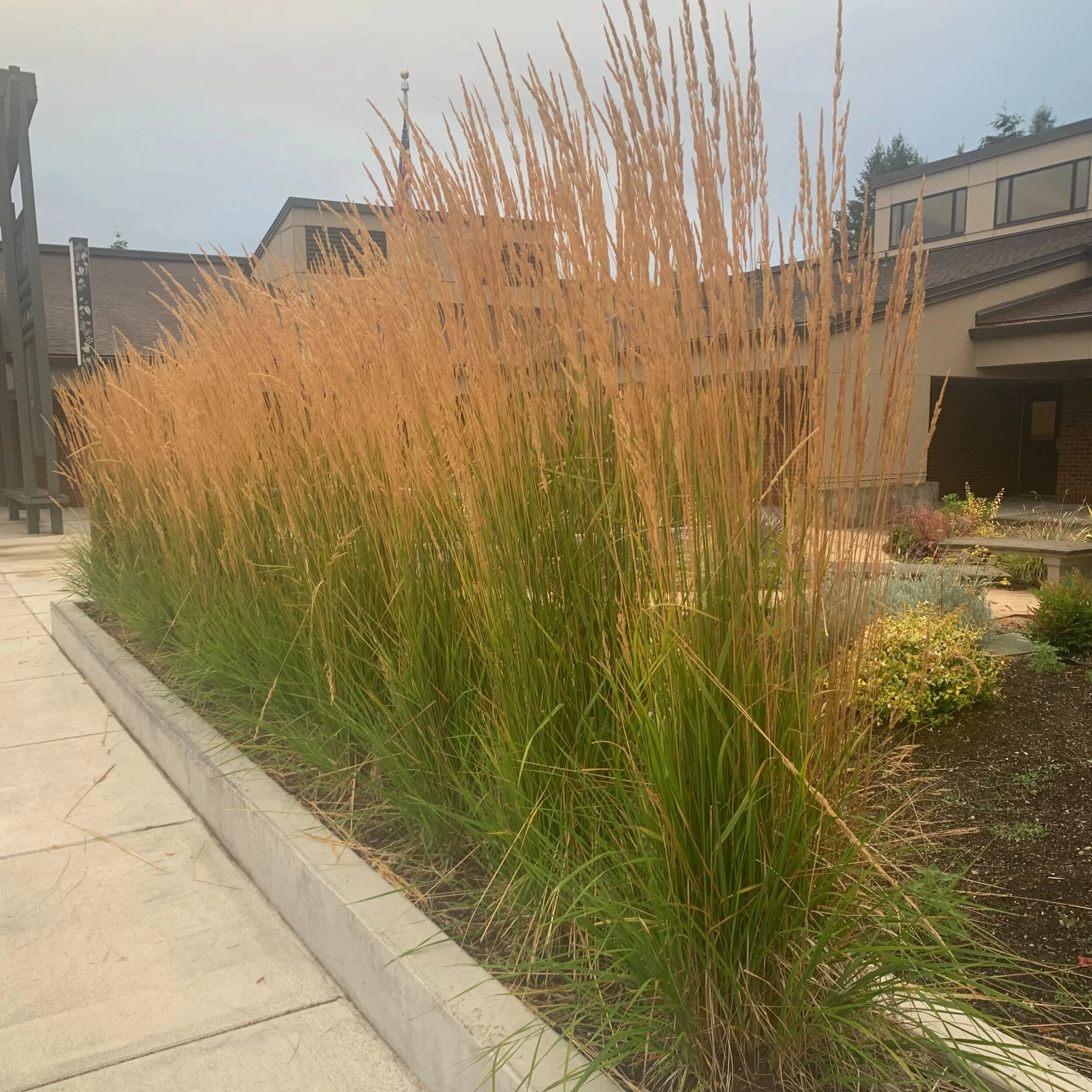 Ornamental Grasses — Ornamental Grasses
