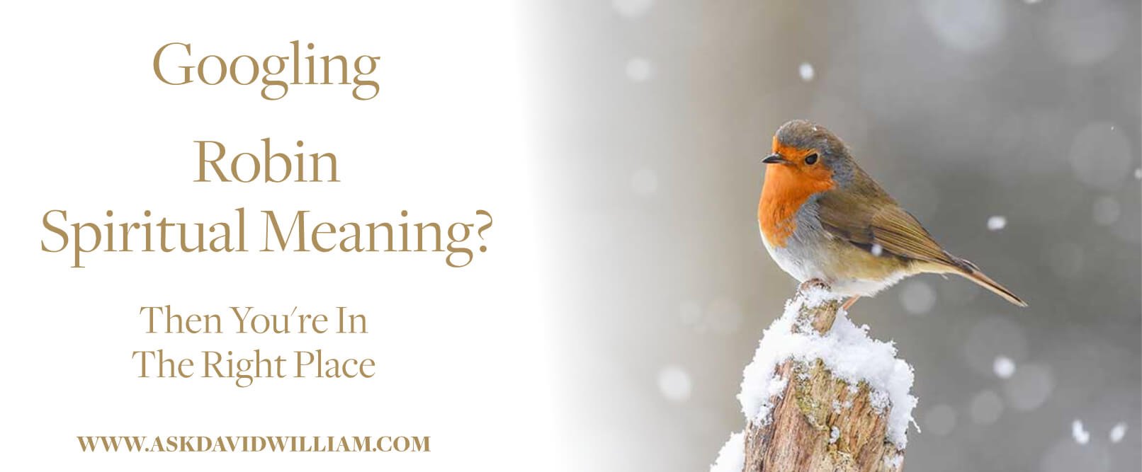 Robin Spiritual Meaning — David William Psychic Medium