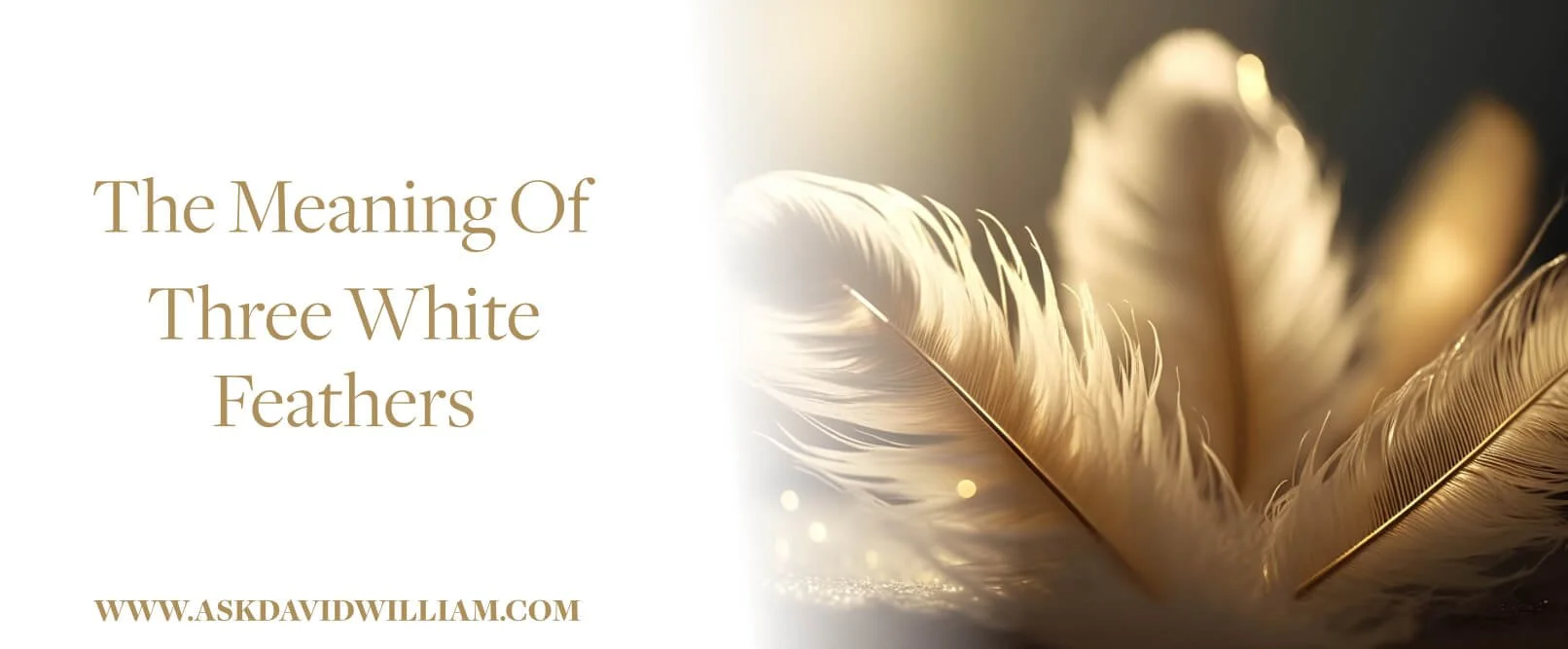 White Feather Meaning — David William Psychic Medium