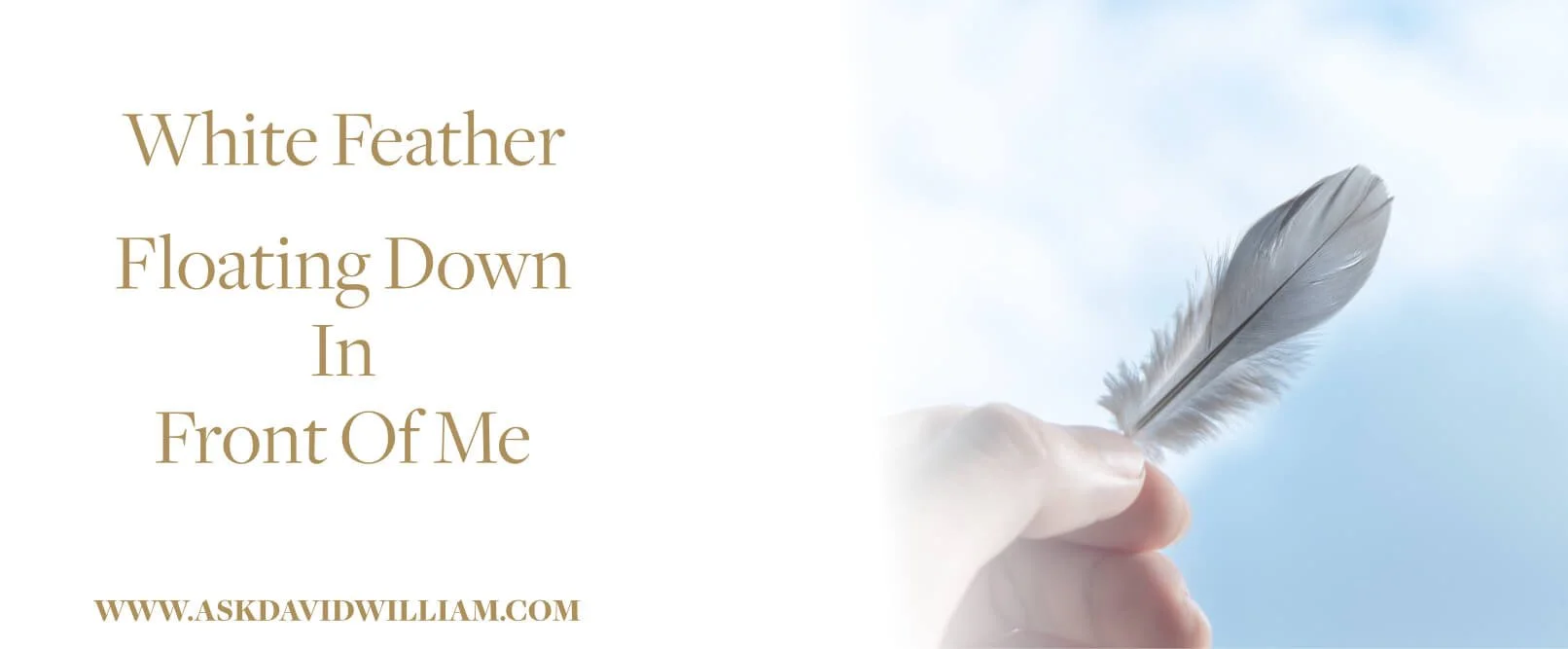 White Feather Meaning — David William Psychic Medium