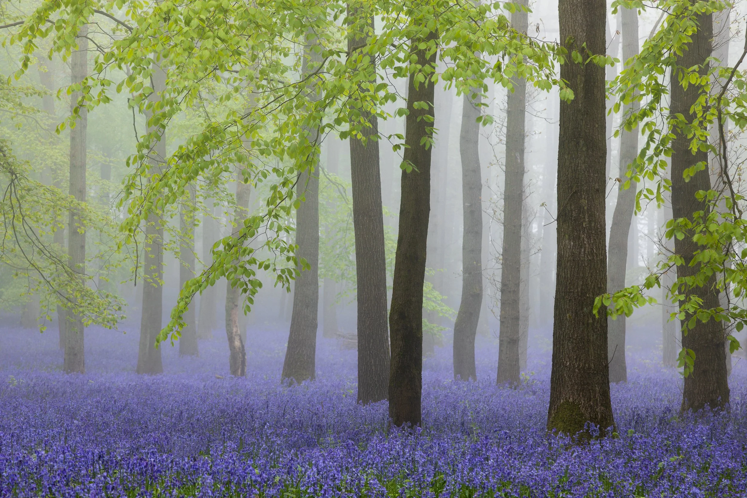 Justin Minns Photography - Award winning Suffolk landscape photographer