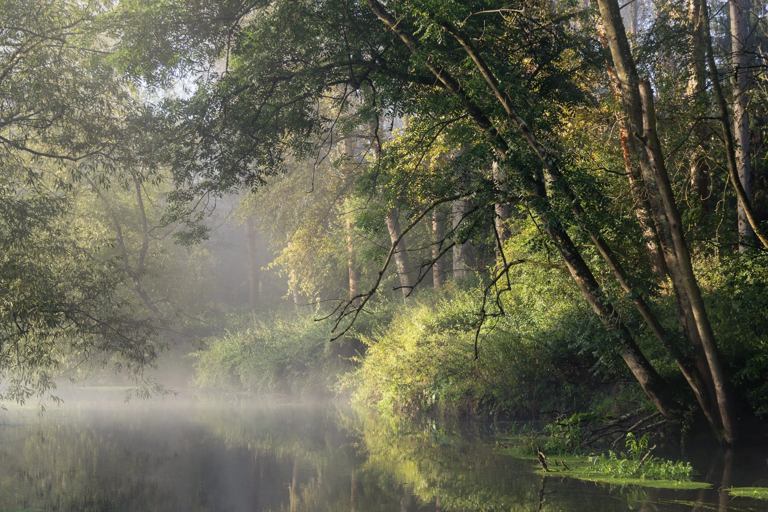 Landscape Photography Forest