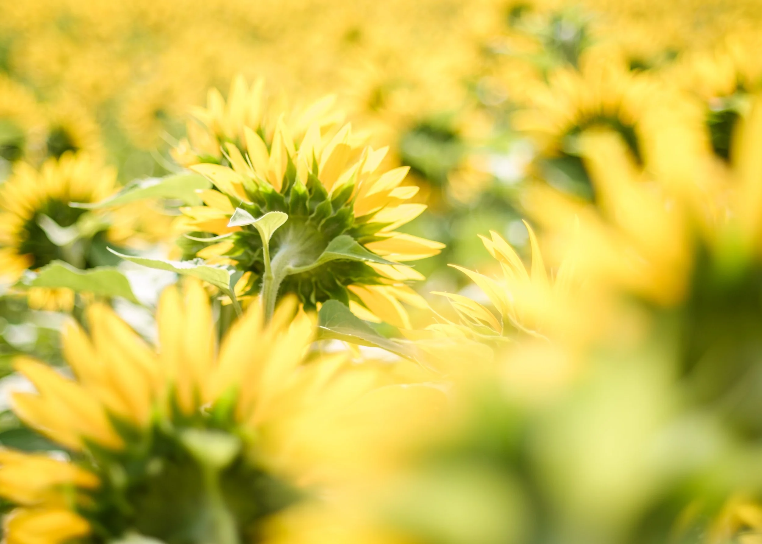 One day photography workshops — Justin Minns Photography