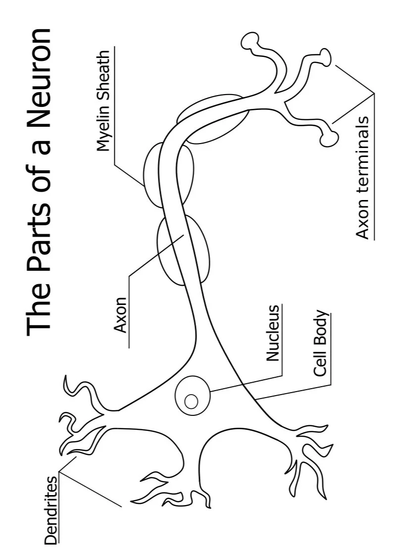 Neuron Nerve Cell Diagram Blank Sketch Coloring Page