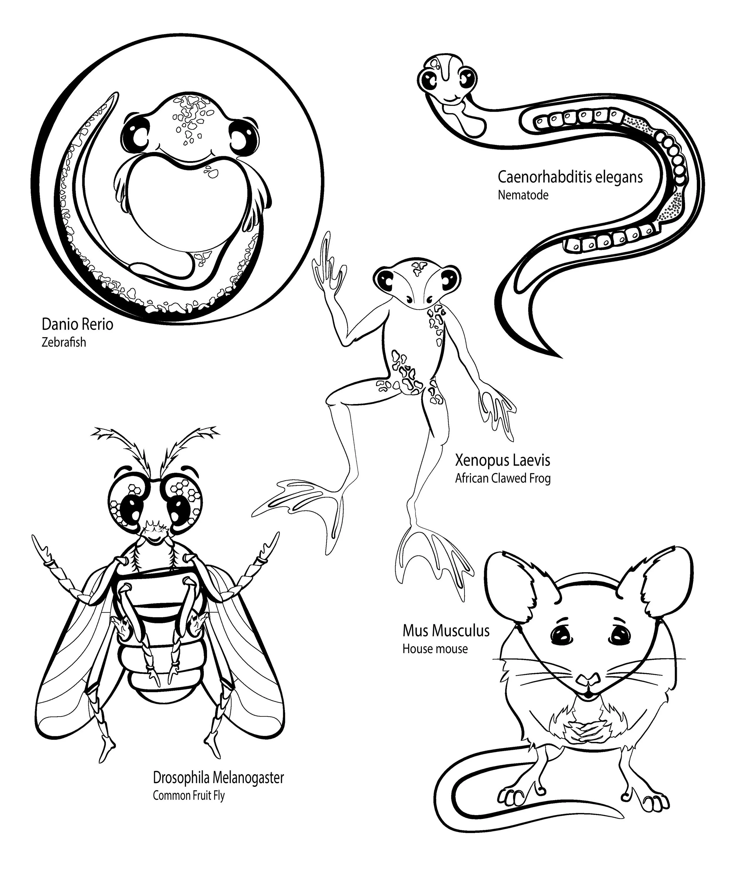 Neuroscience Coloring Pages — GLIA