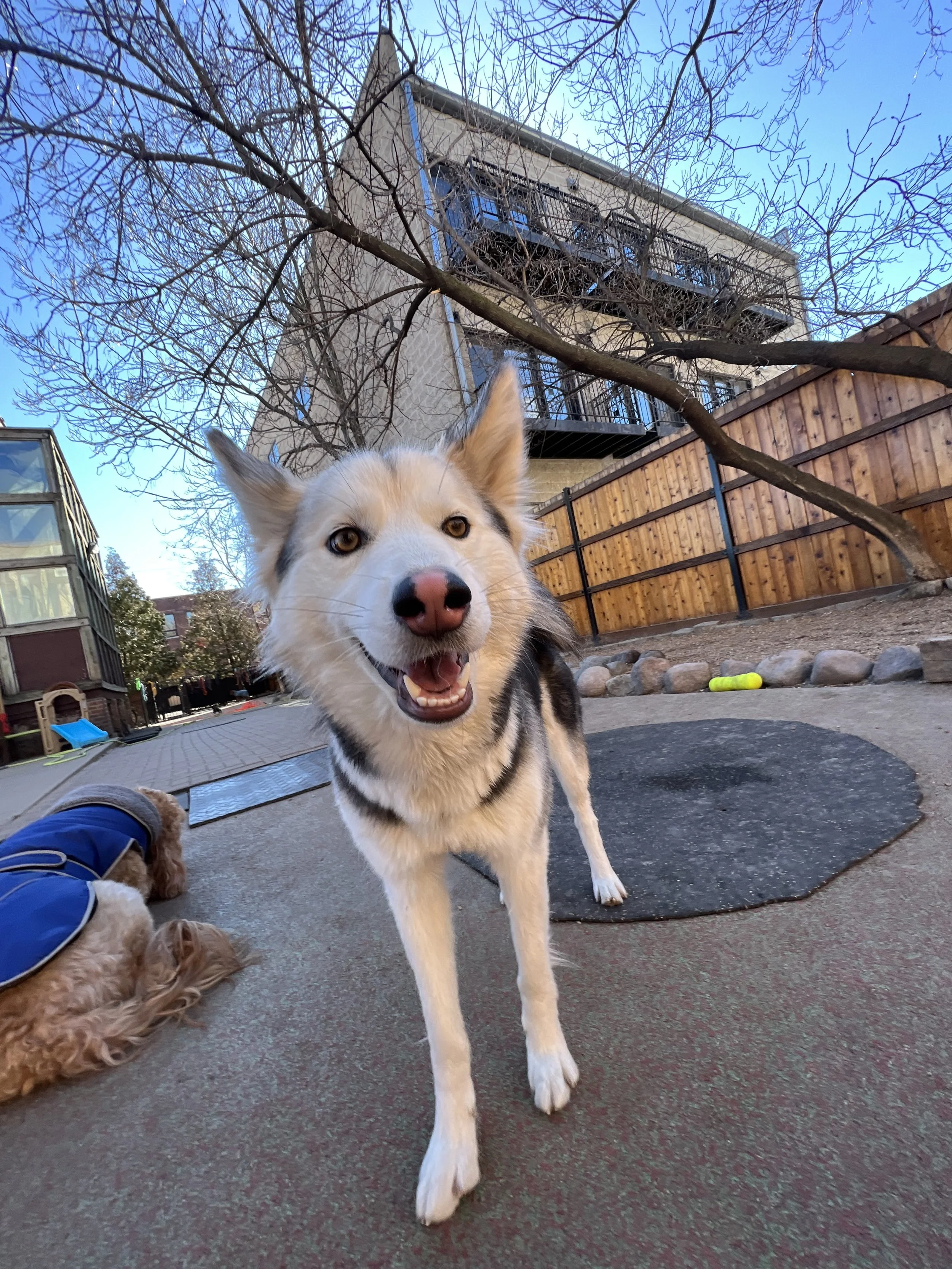 Adopt — Zen Dogs Chicago
