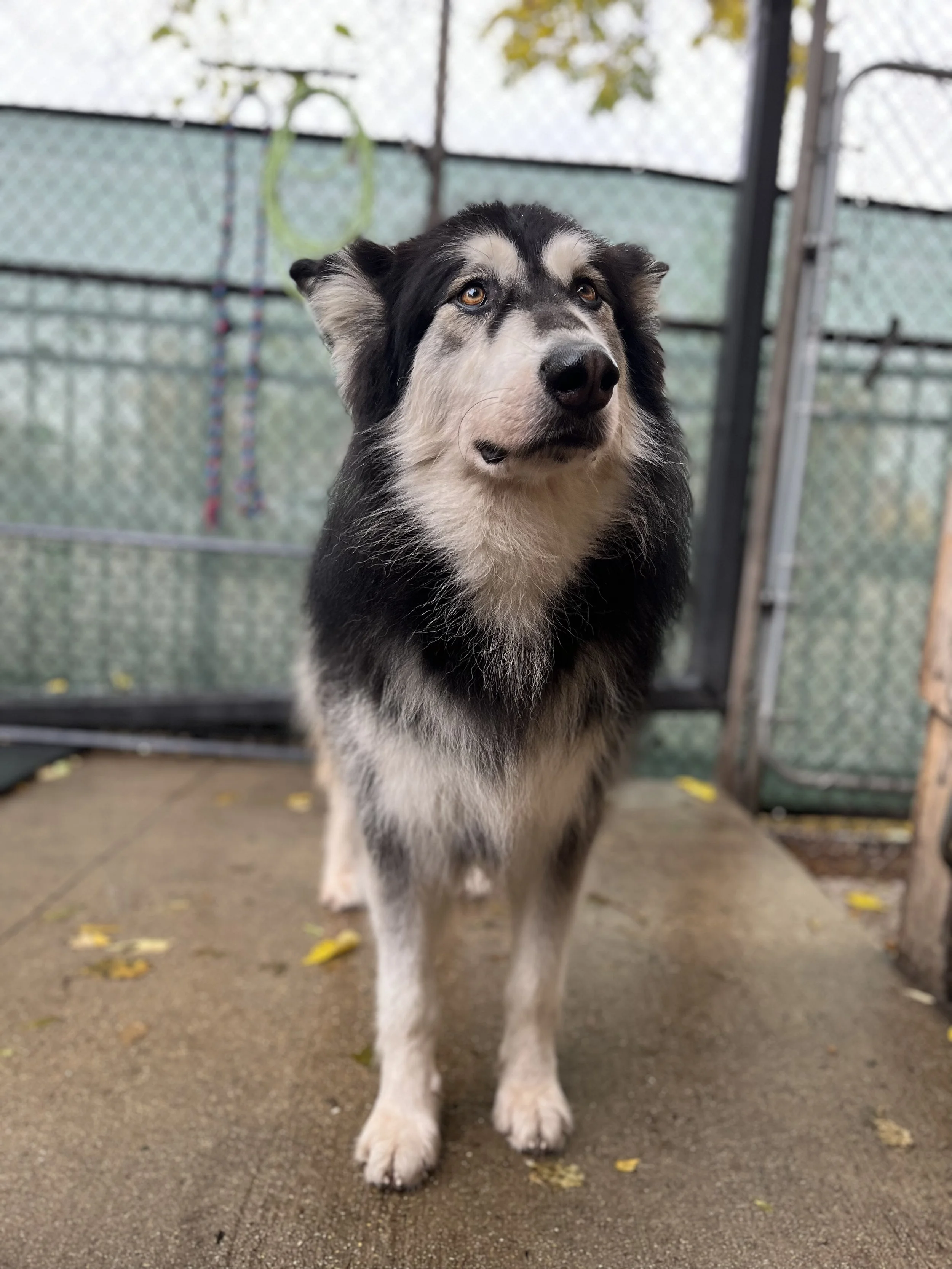 Adopt — Zen Dogs Chicago
