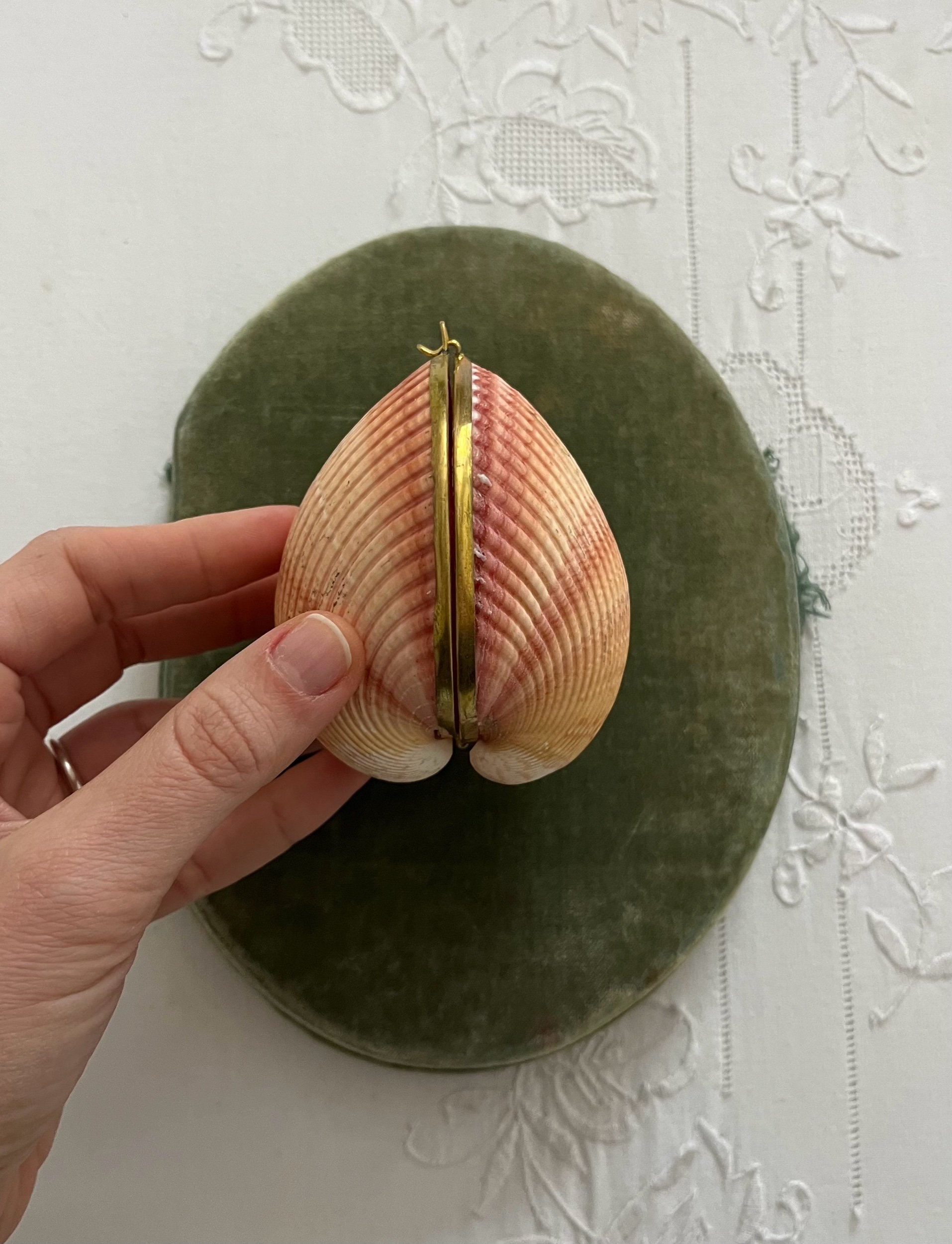 Rare Large Vintage Blush Orange and Cream Shell Coin Purse / Trinket ...