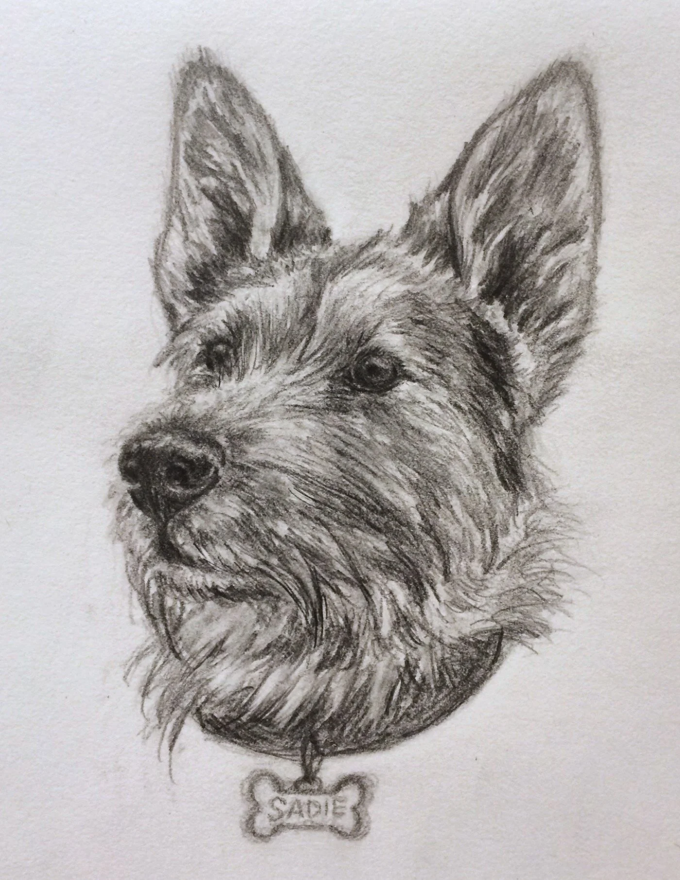 Sadie Drawing — Clara Smith Art and Design