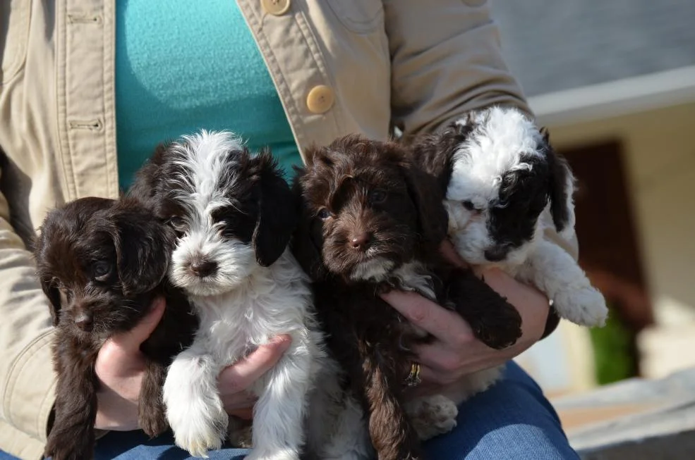 Mini Labradoodle Puppies