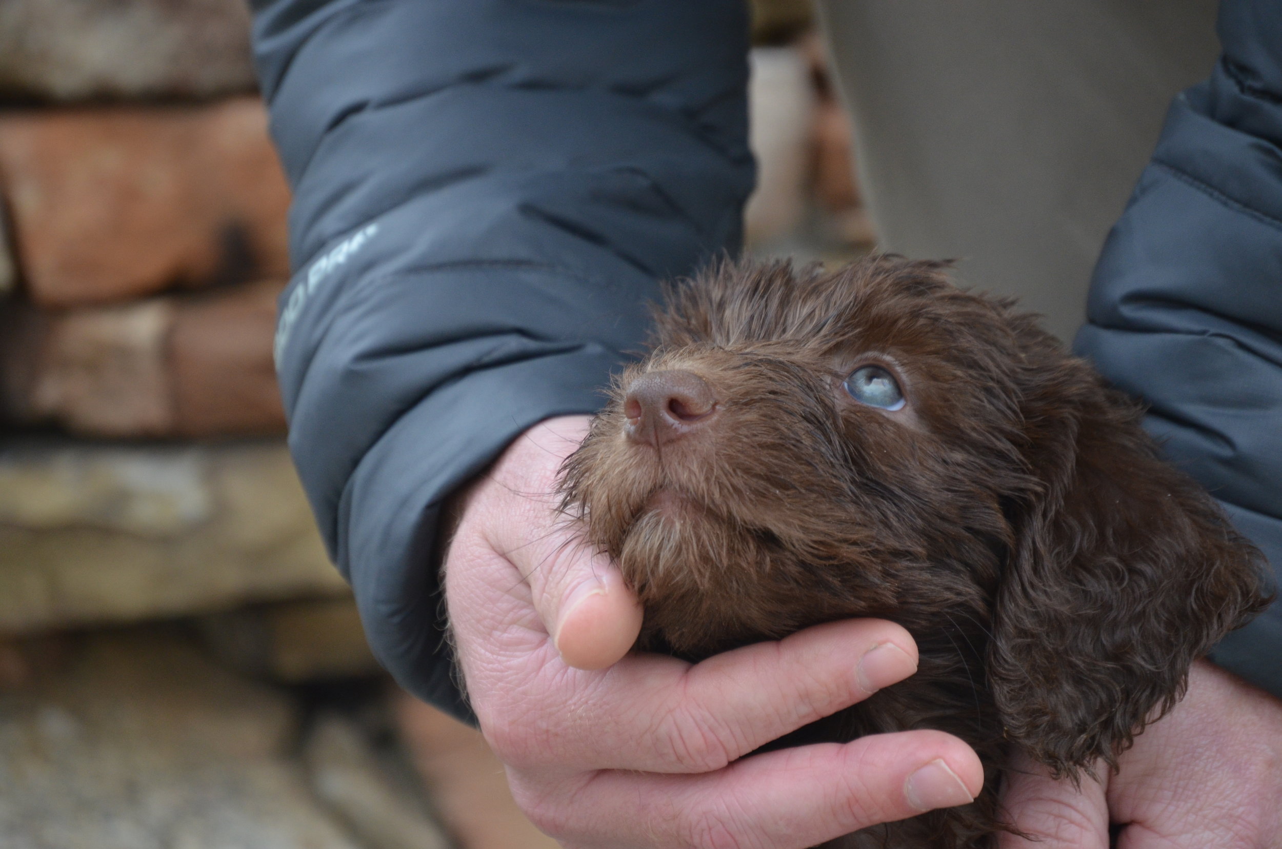 Mini Labradoodle Puppies
