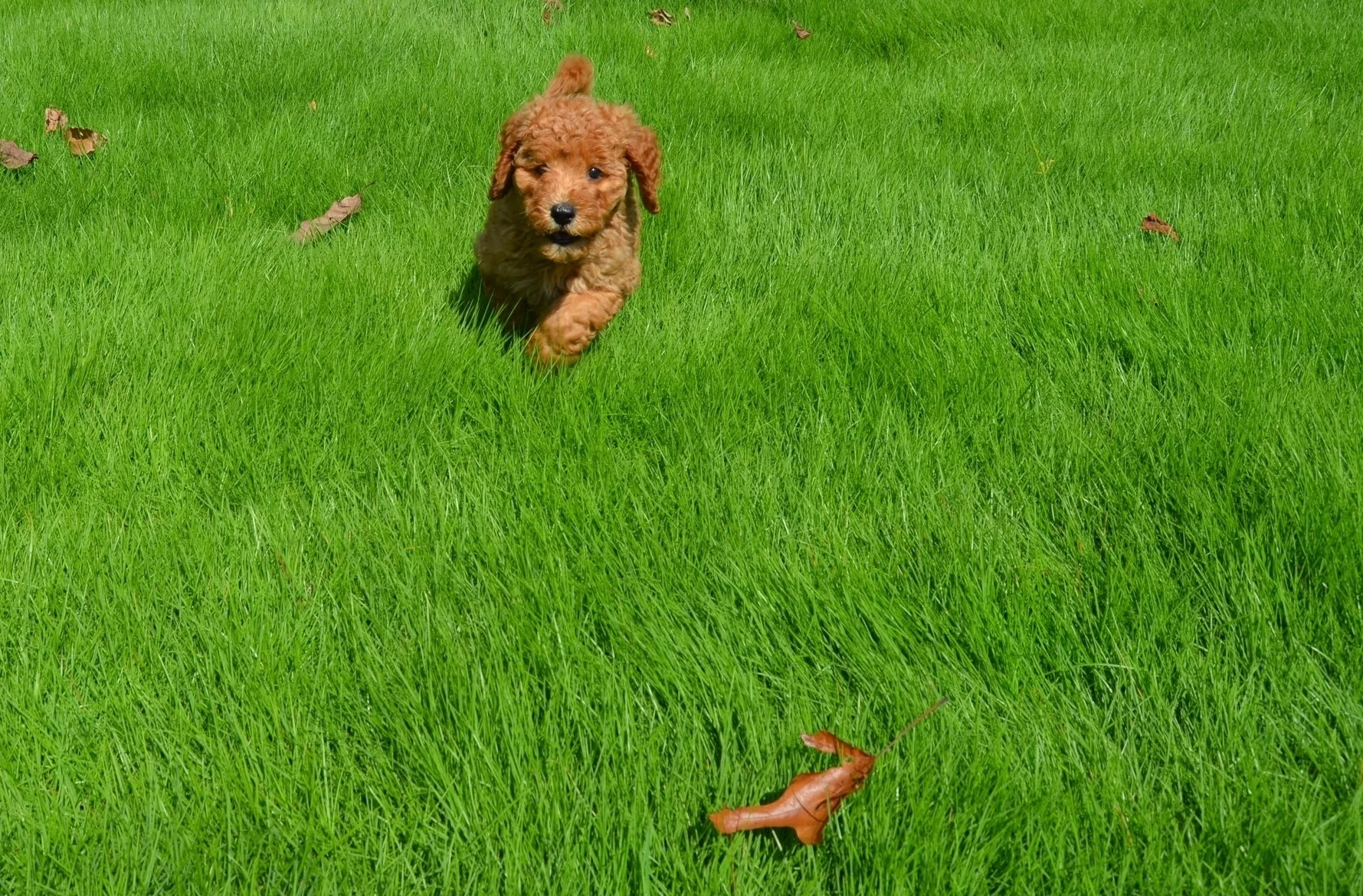 Mini Labradoodle Puppies