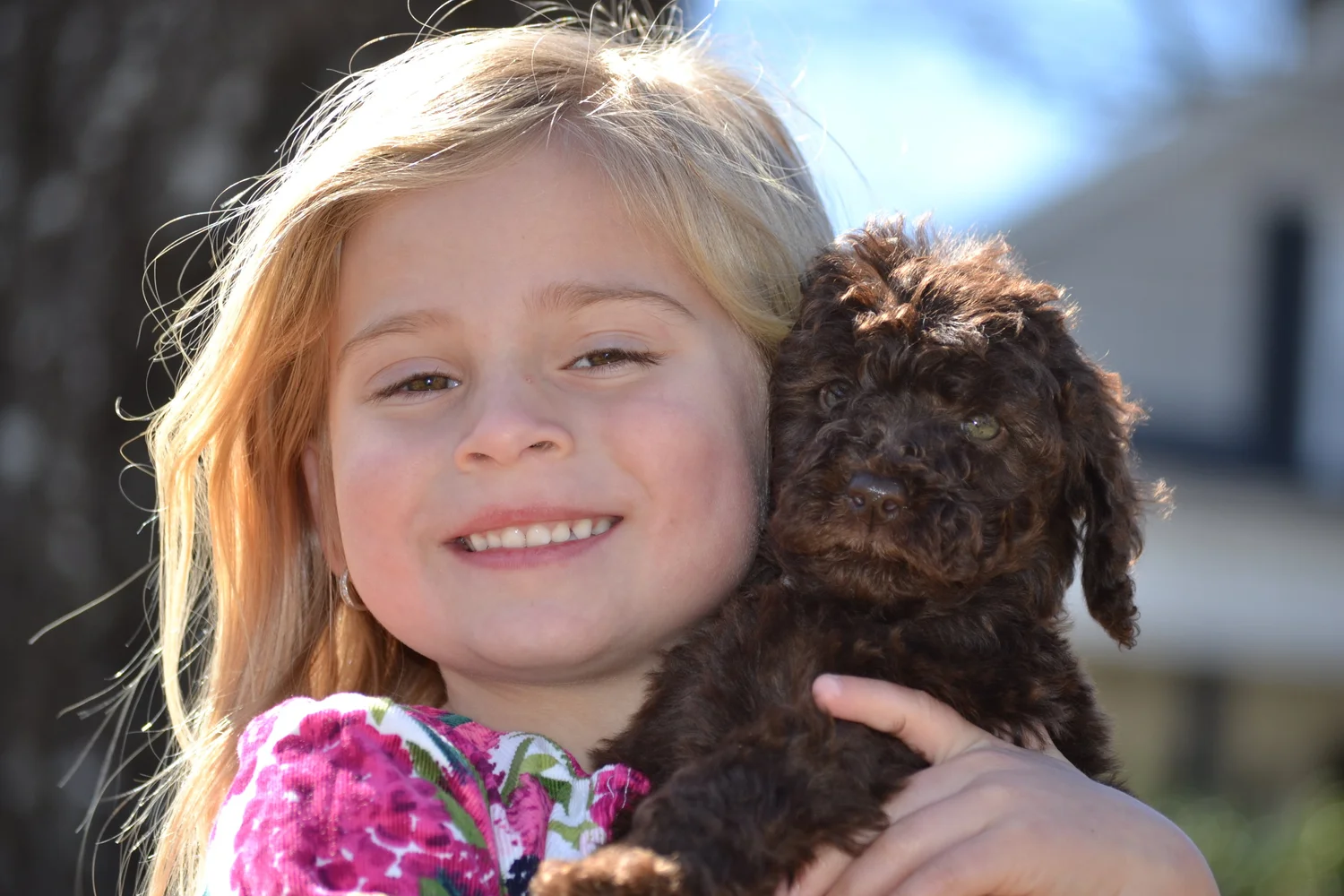Baby Labradoodle Puppies