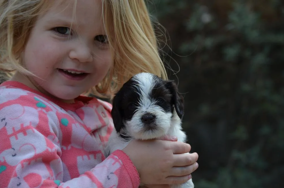 Mini Labradoodle Puppies