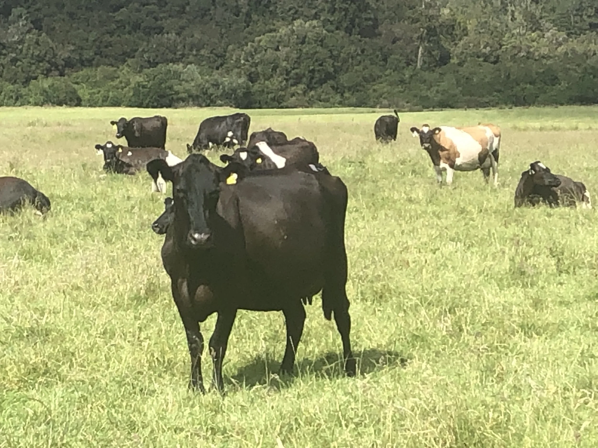Stock for Sale — 2020 Livestock Limited