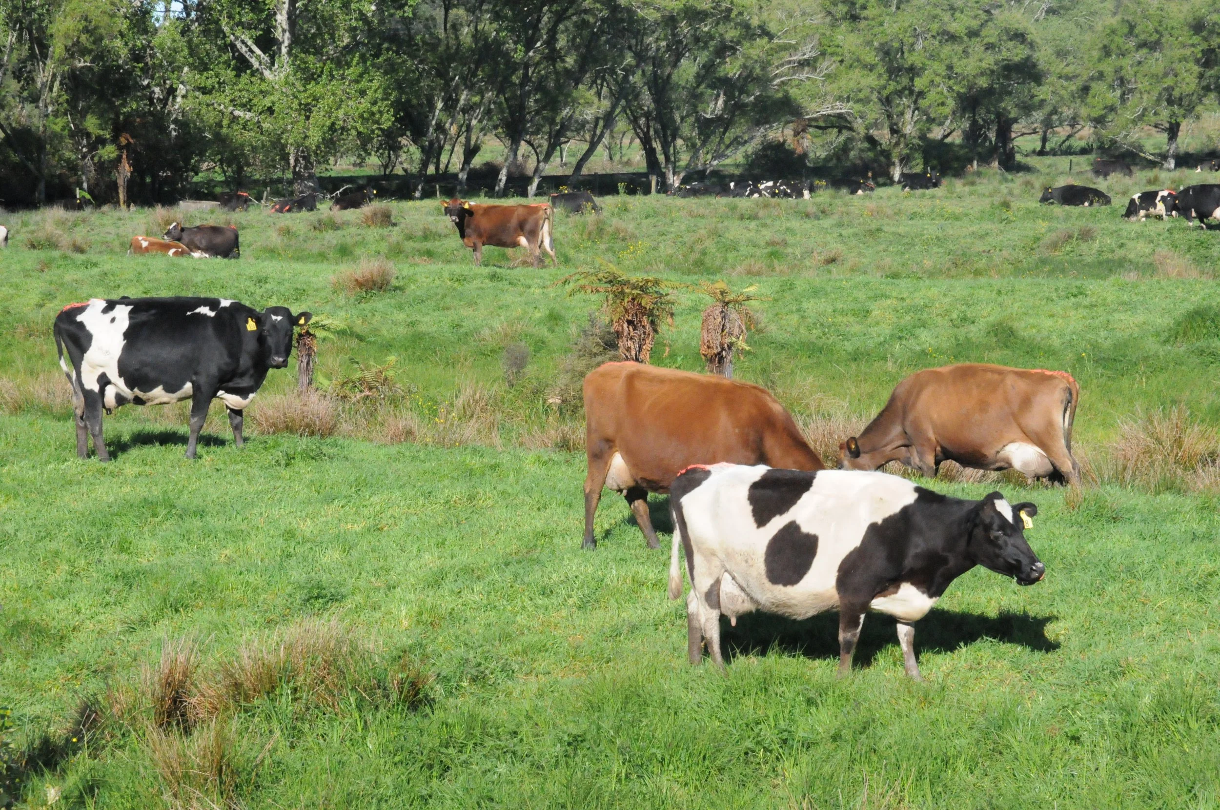 Stock for Sale — 2020 Livestock Limited