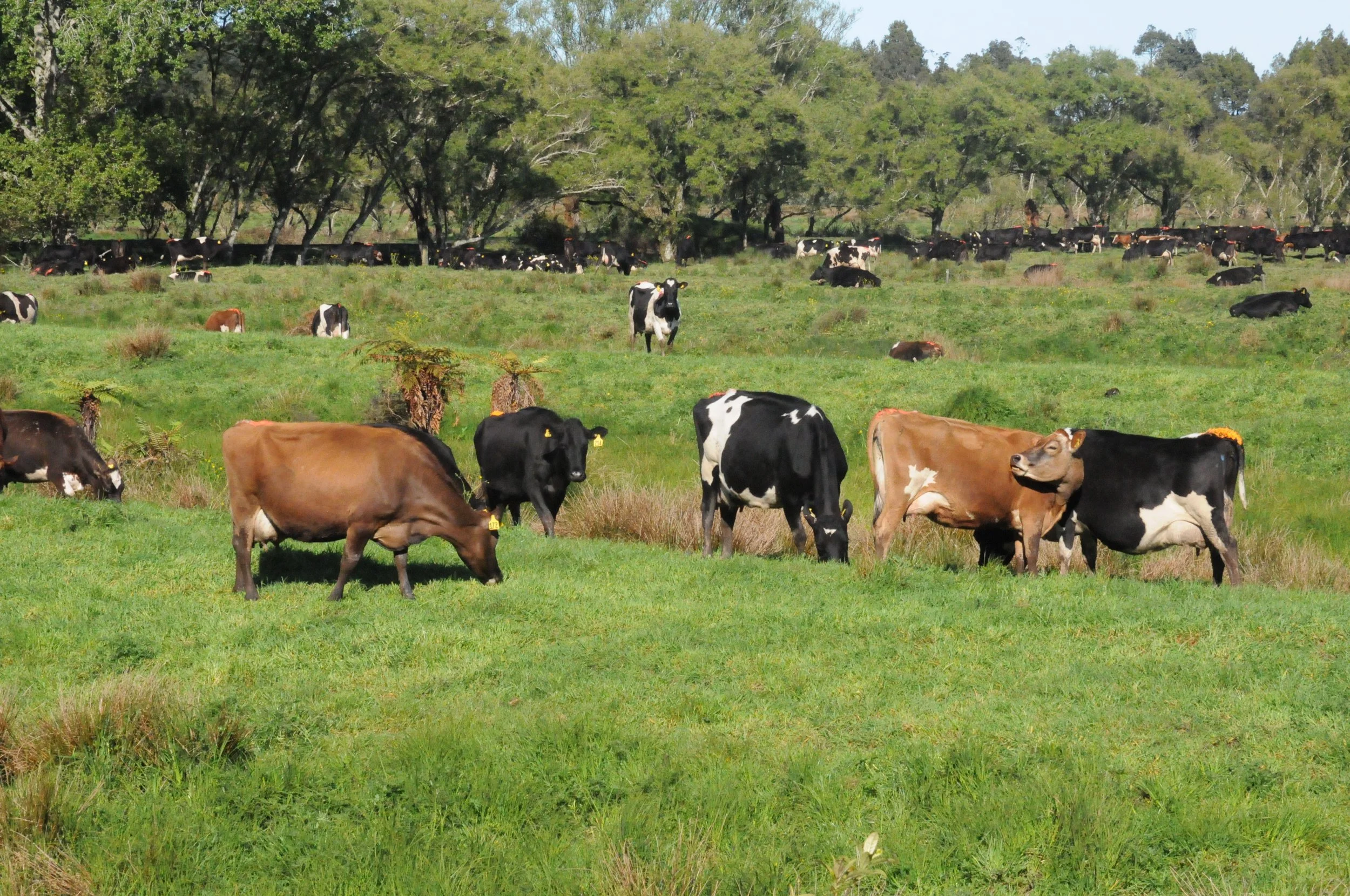 Stock for Sale — 2020 Livestock Limited