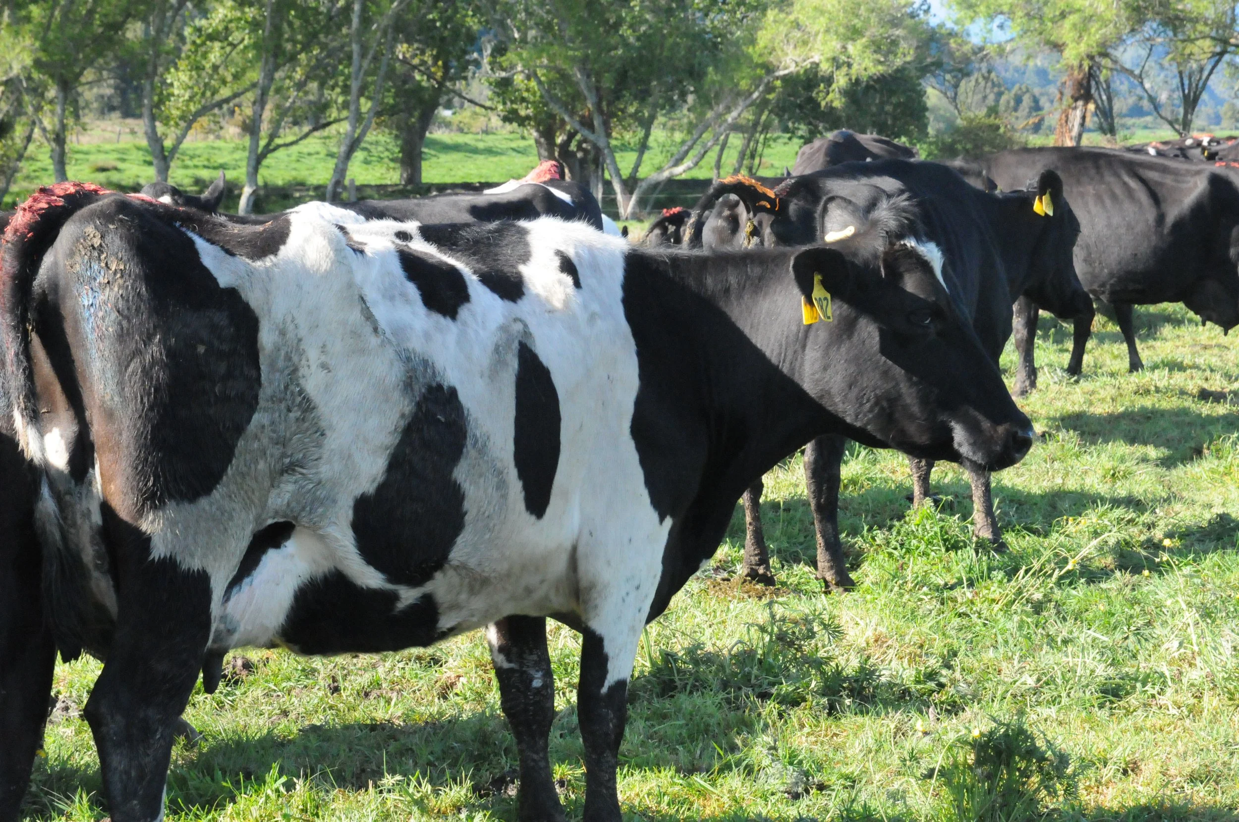 Stock for Sale — 2020 Livestock Limited