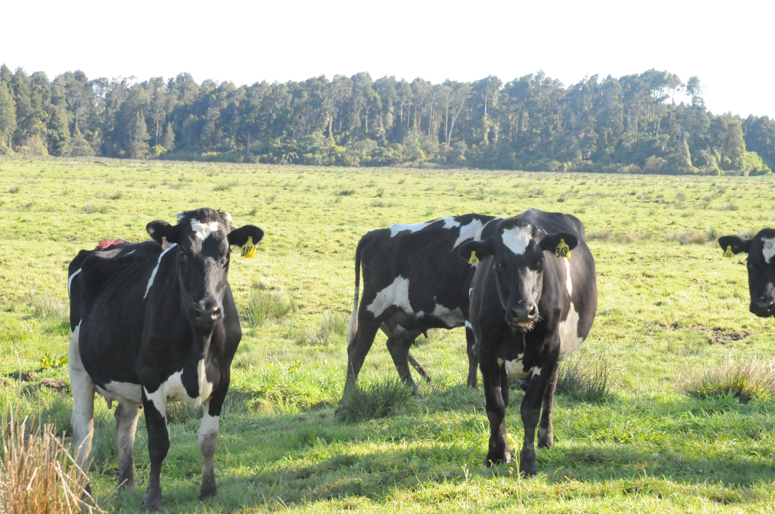 Stock for Sale — 2020 Livestock Limited