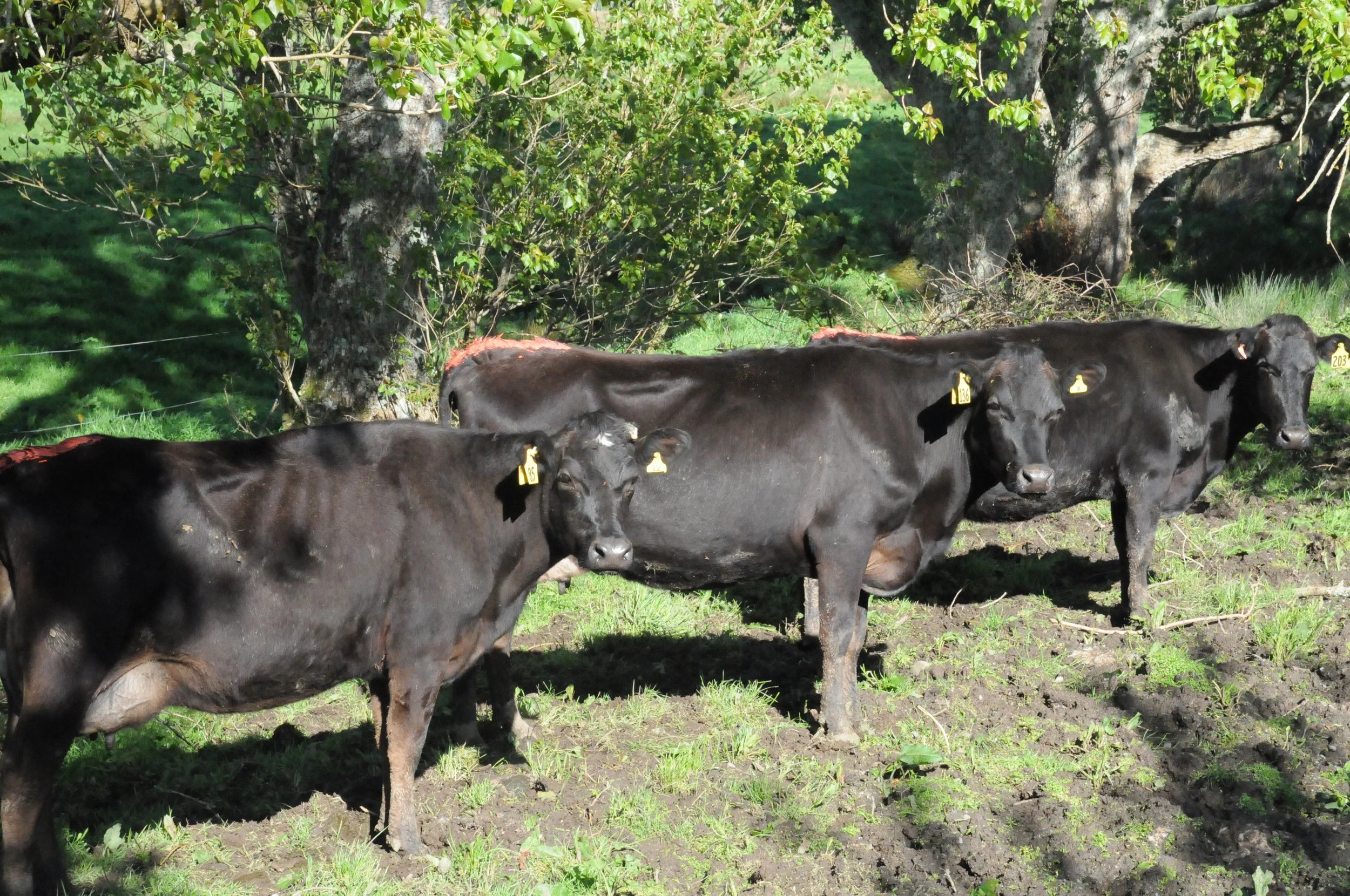 Stock for Sale — 2020 Livestock Limited