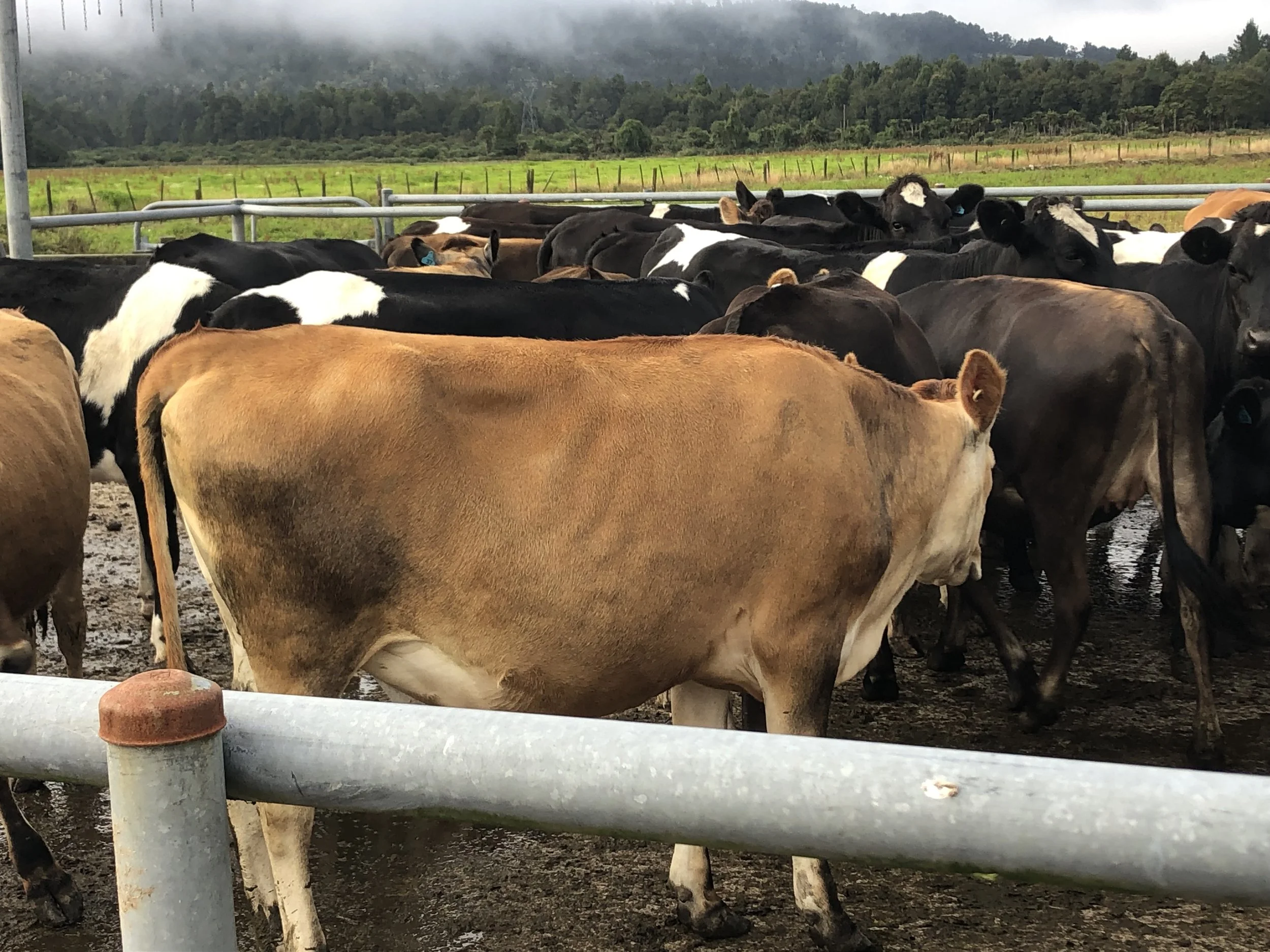 Stock for Sale — 2020 Livestock Limited