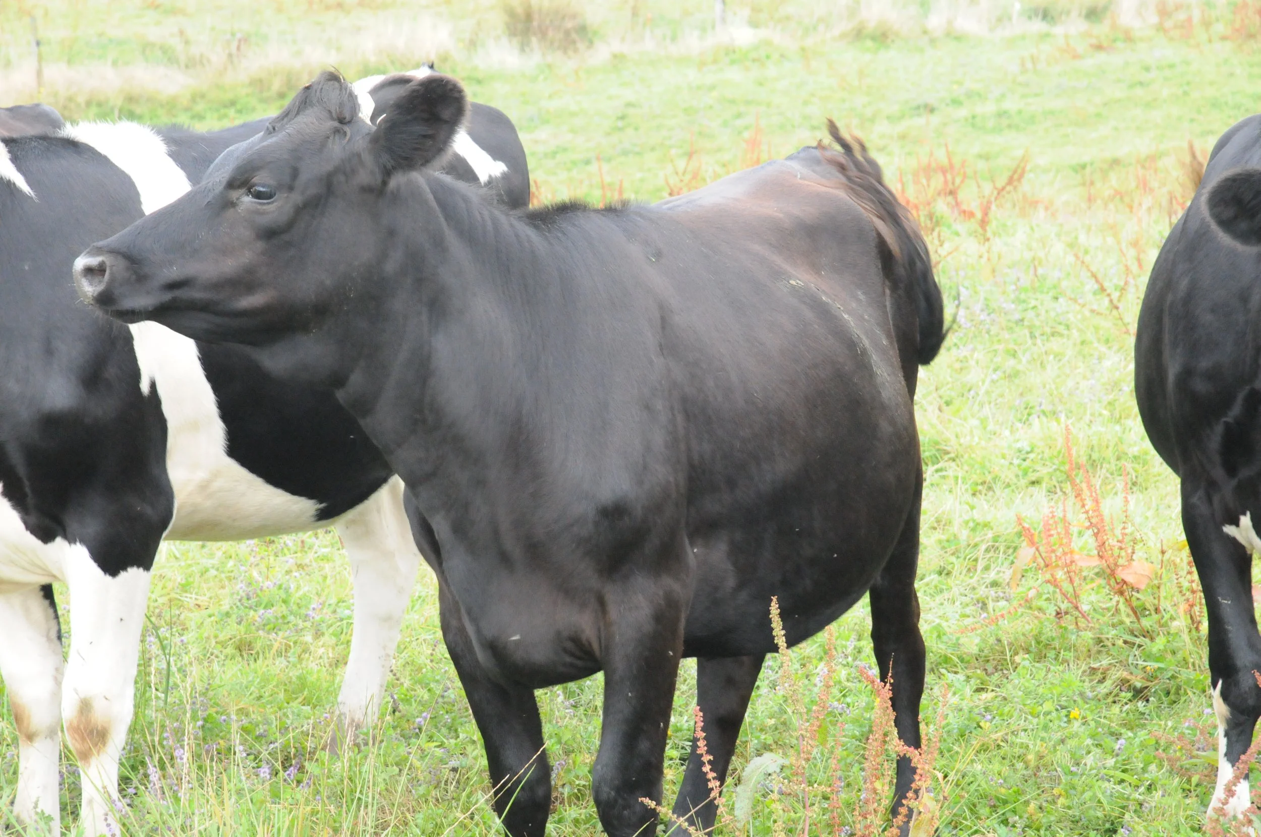 Stock for Sale — 2020 Livestock Limited