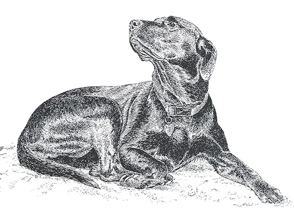 South Athens Animal Clinic