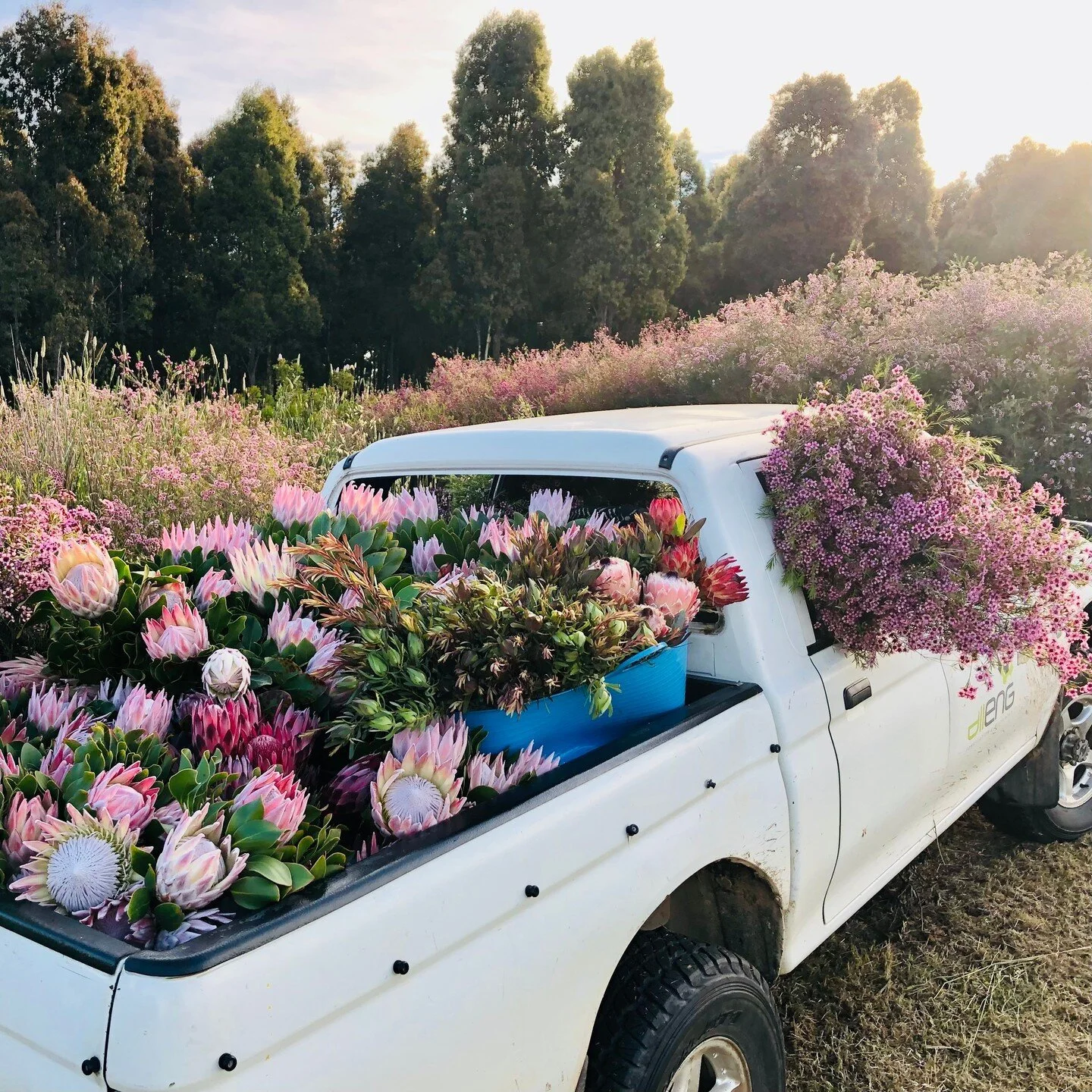 River & Wren Market | Wagga Wagga and the Riverina