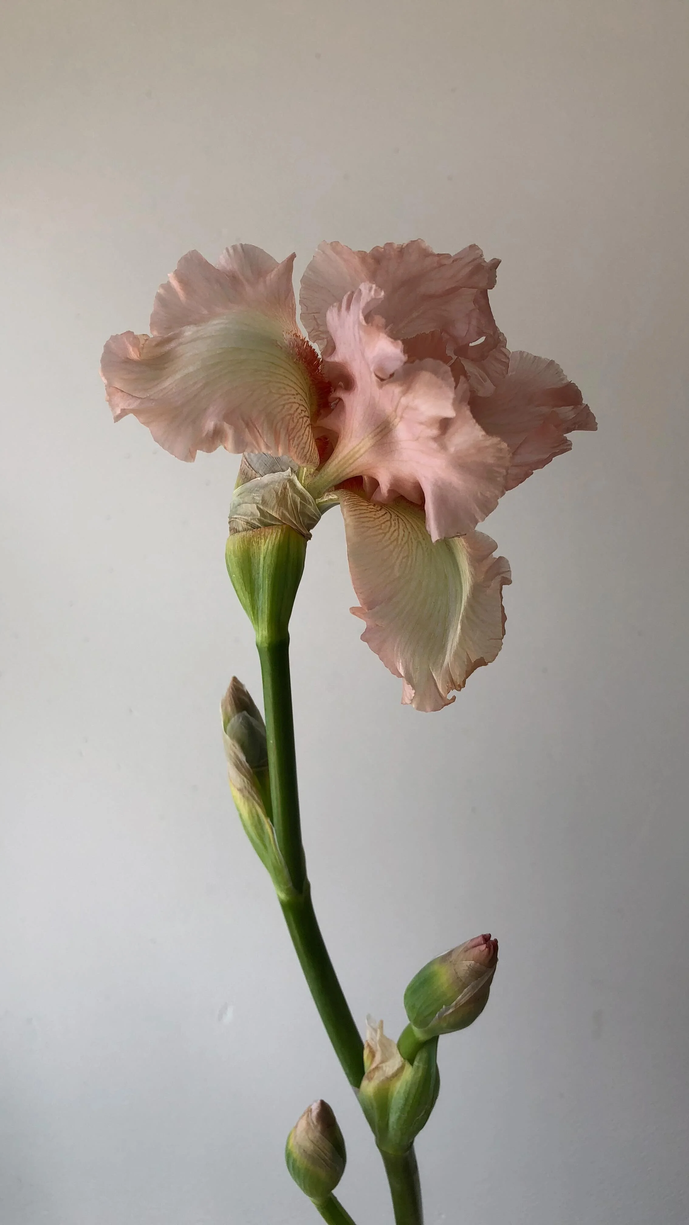 Bowral Wedding florist & wedding stylists - our work — Botanica Style Co