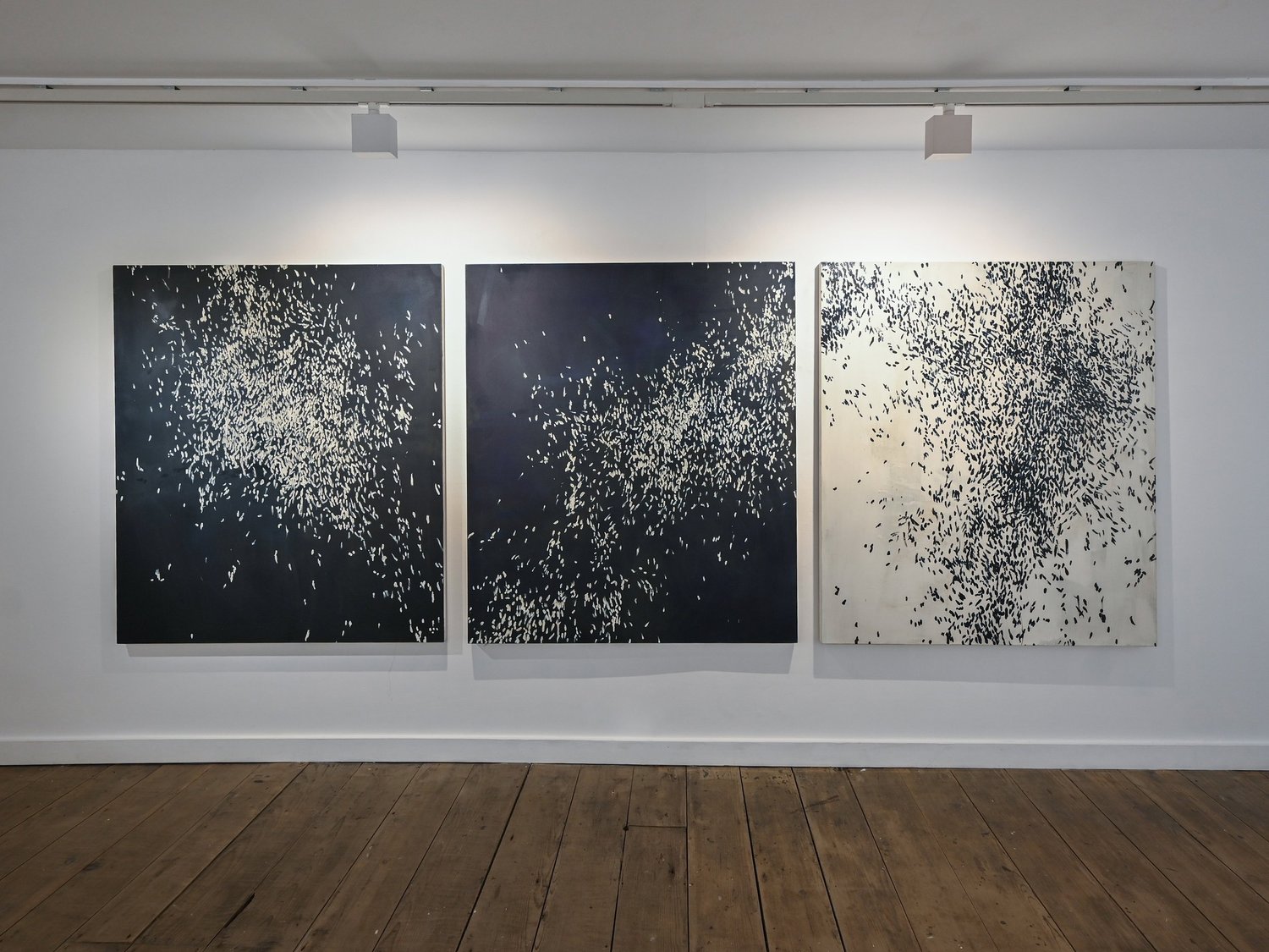 Exhibition - Sam Lock 'Murmurations' — ANIMA MUNDI
