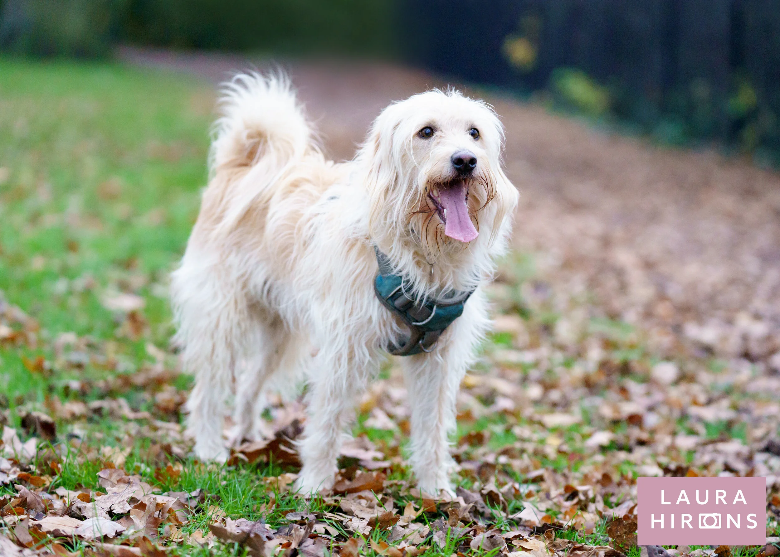 Dogs — Laura Hirons Photography