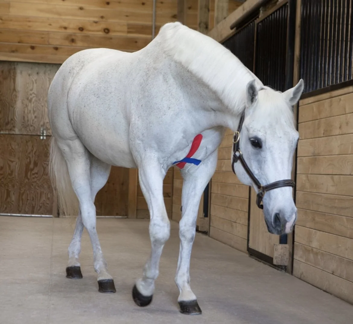 Book — Starline Equine Bodywork