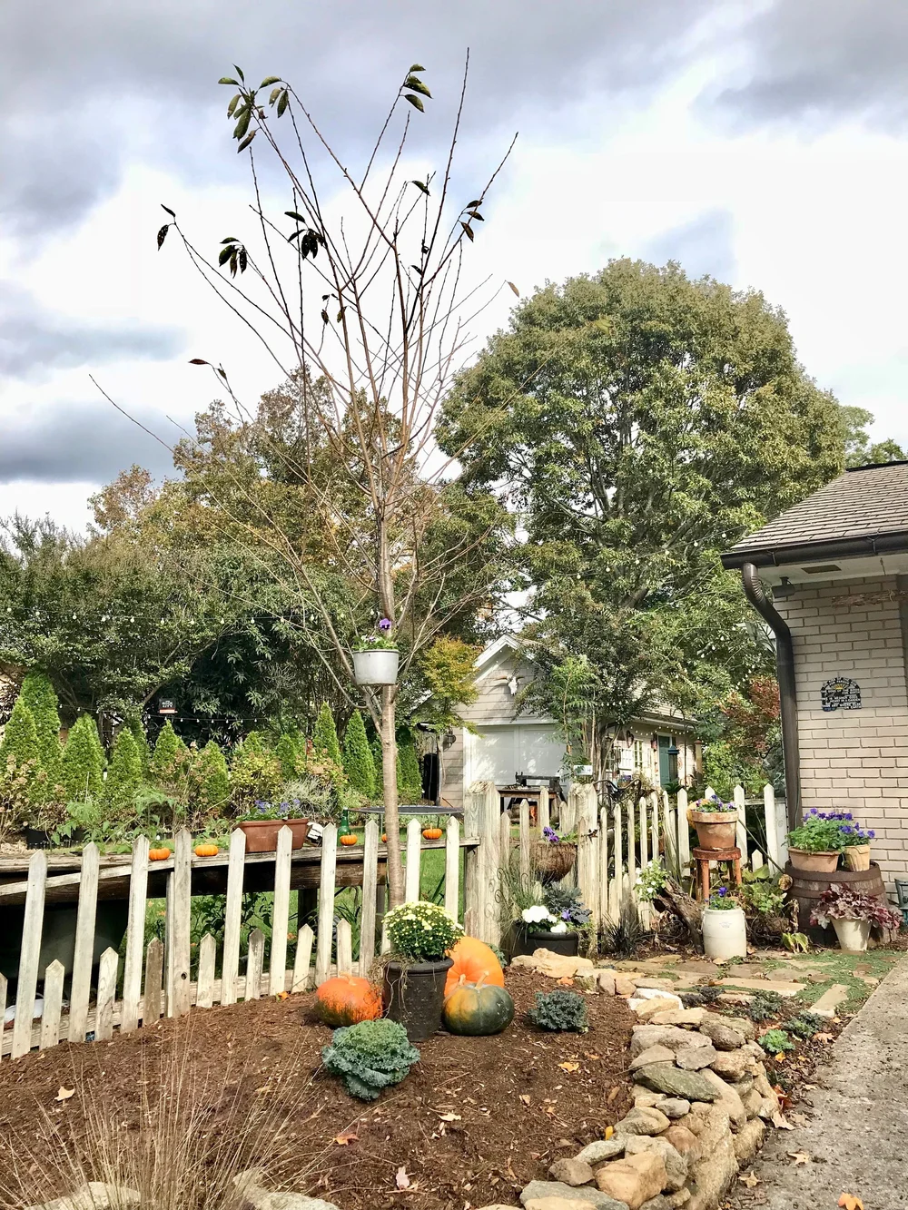 My favorite tree. — Grandbari