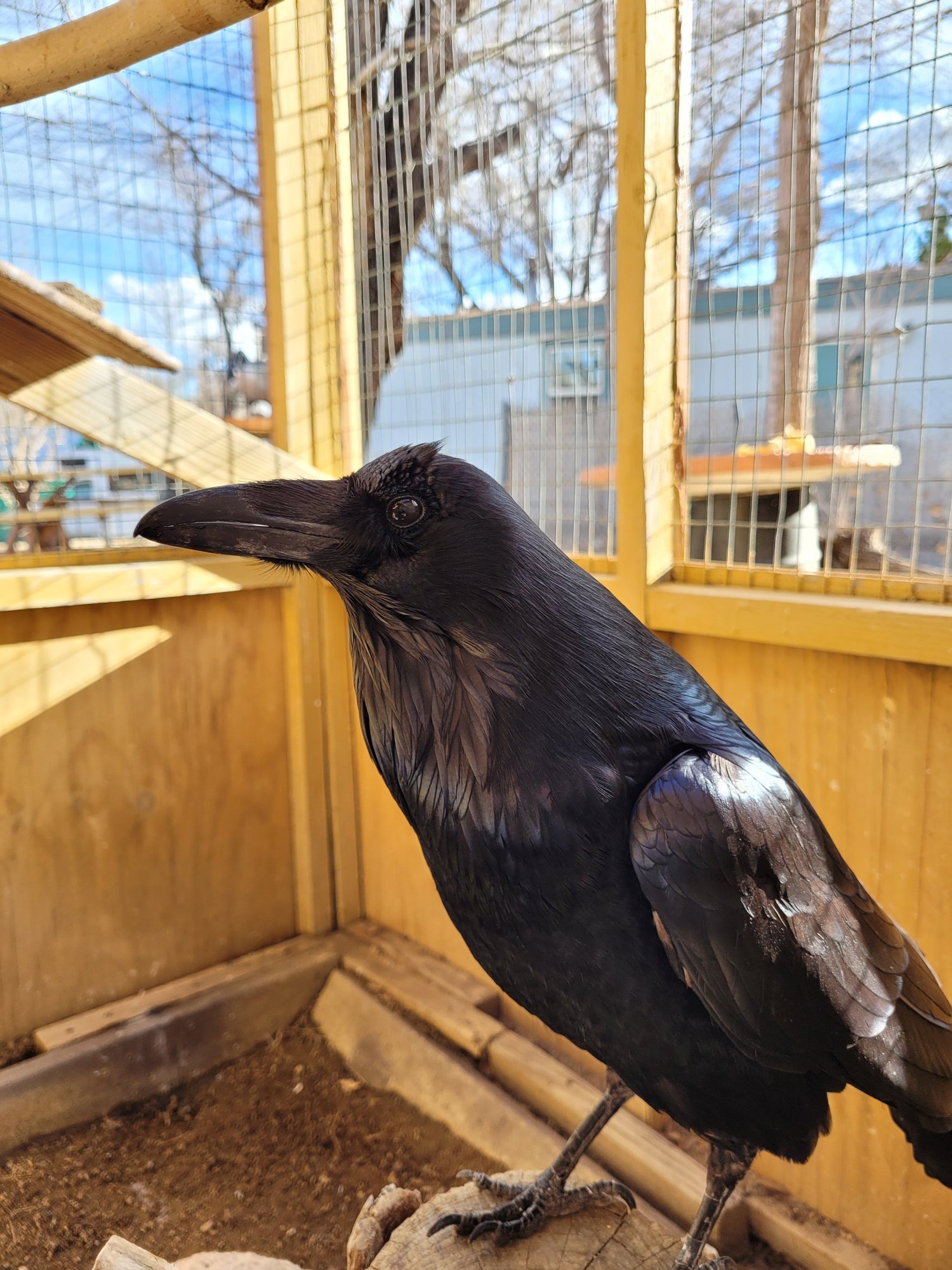 Education Programs — Wildcare Eastern Sierra
