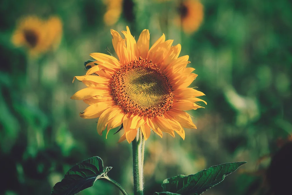 Magic of Herbs: Sunflower Power — Asali Earthwork