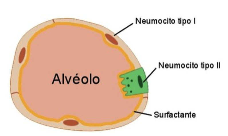 El Sistema Respiratorio y el COVID-19 (Parte I) - RGT Consultores ...