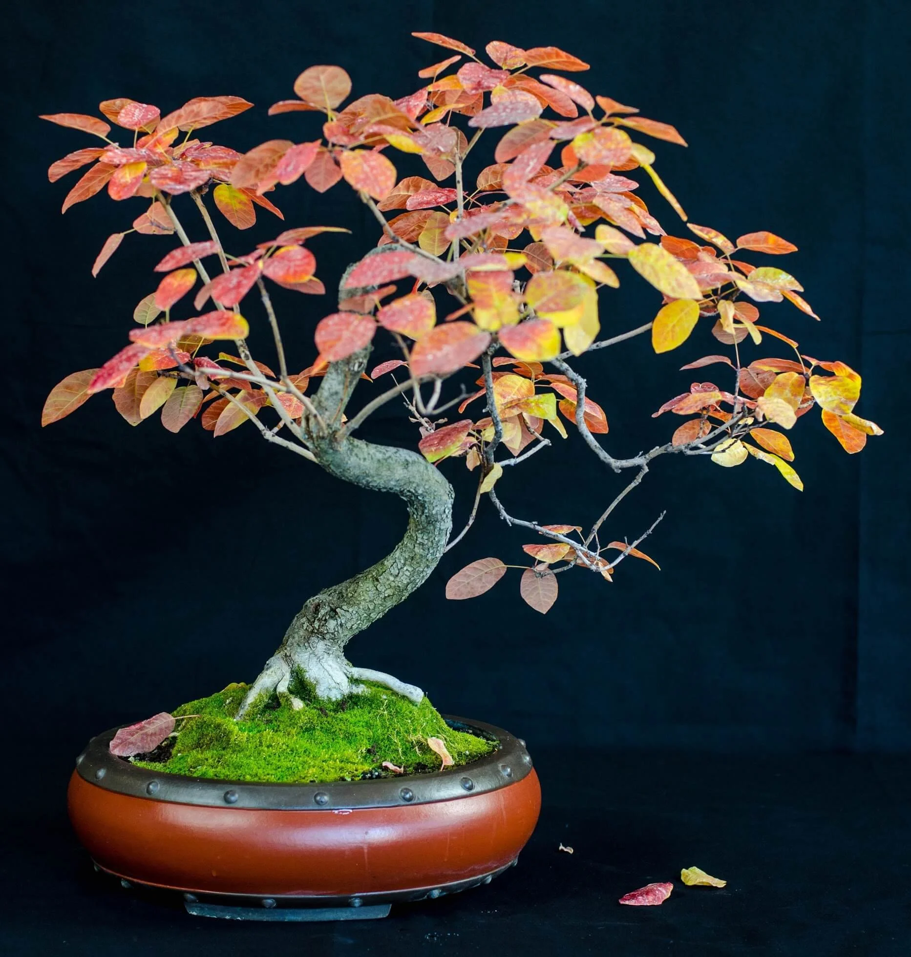 HIGH DESERT BONSAI