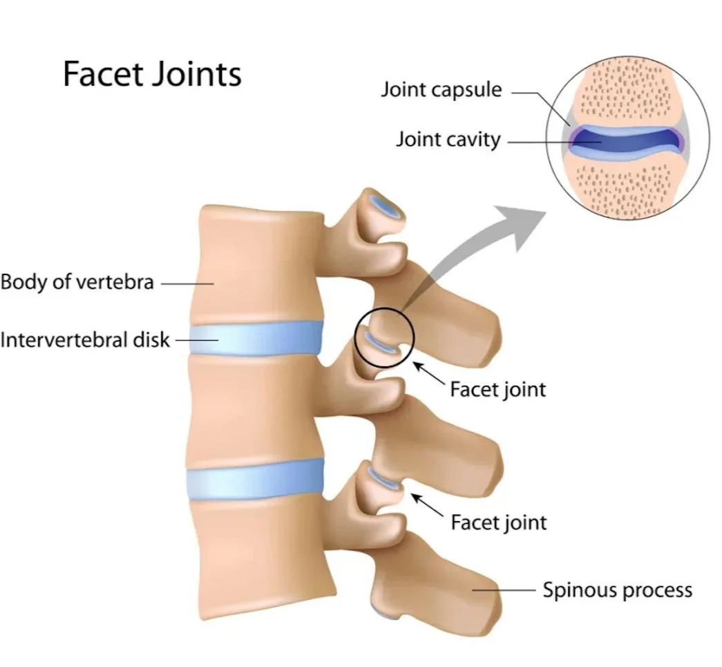 How Your Spine Moves And The Importance of Moving It (Part 1) — The ...