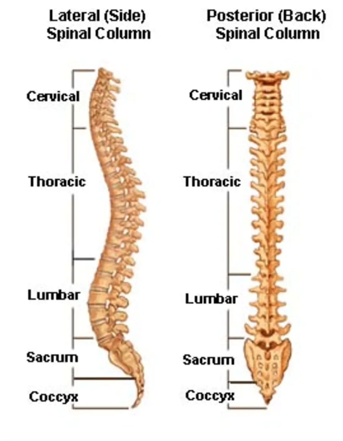 How Your Spine Moves And The Importance of Moving It (Part 1) — The ...