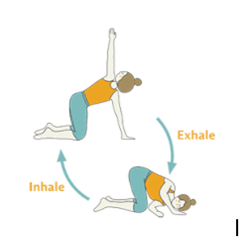 How Your Spine Moves And The Importance of Moving It (Part 1) — The ...