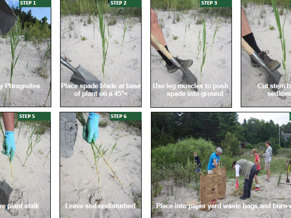 Resources — Invasive Phragmites Control Centre