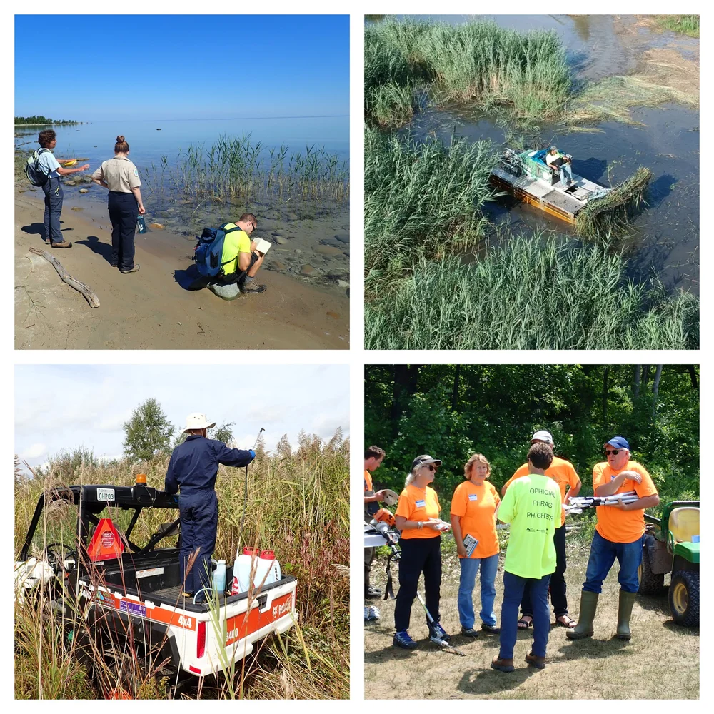 Invasive Phragmites Control Centre