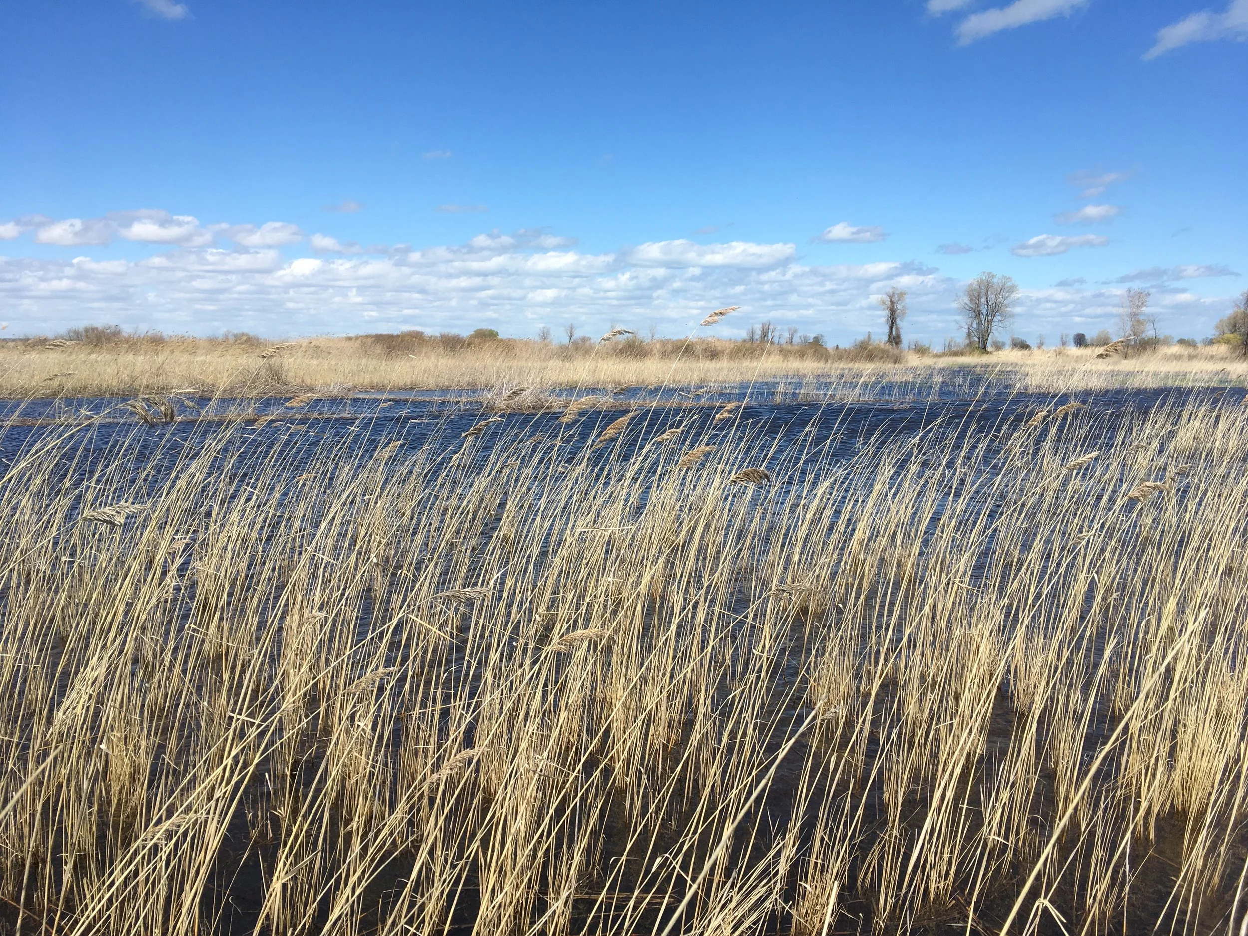 Contact — Invasive Phragmites Control Centre