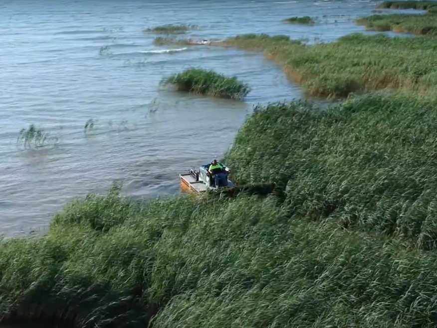 Gallery — Invasive Phragmites Control Centre