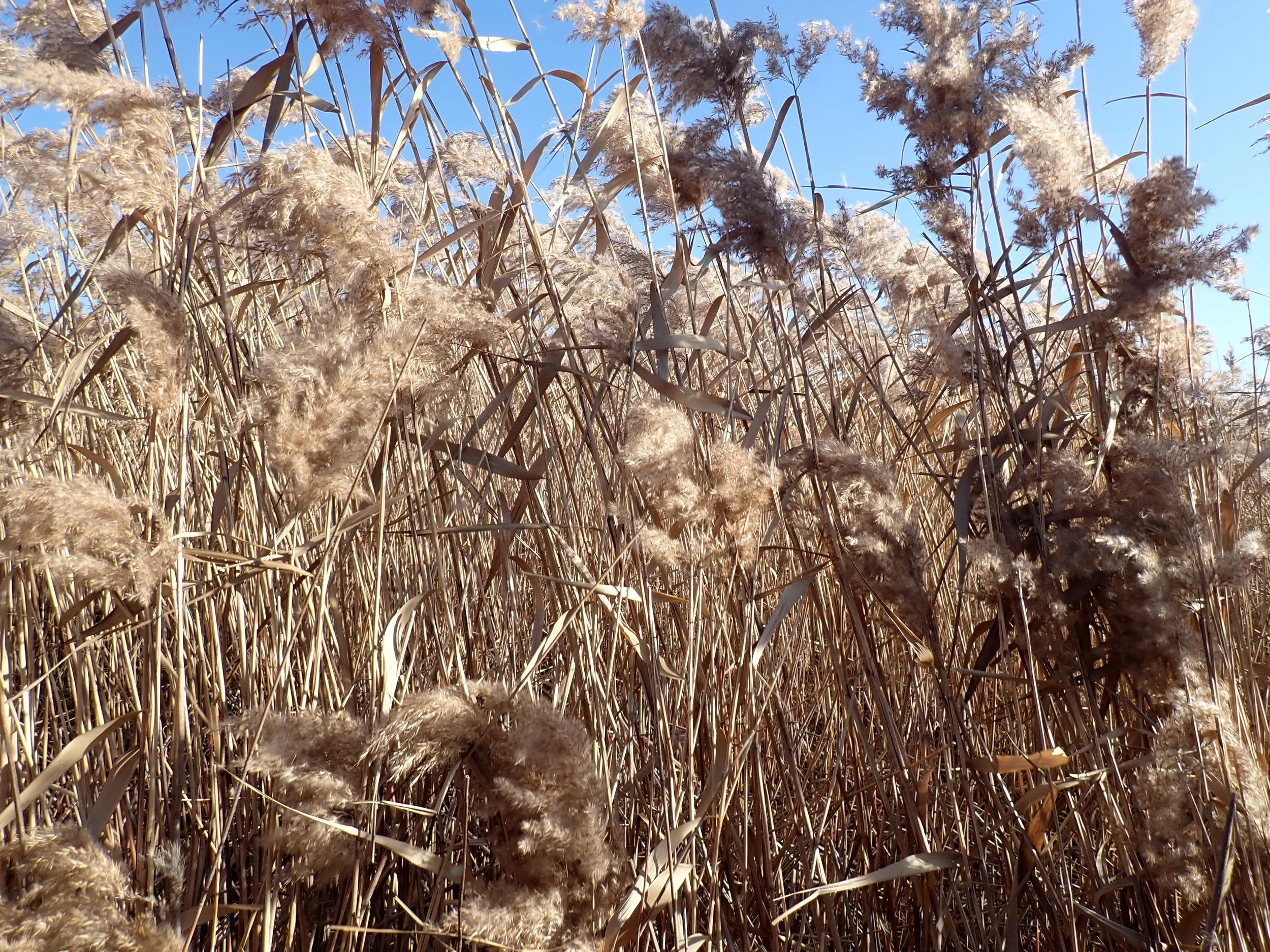 Phragmites — Invasive Phragmites Control Centre