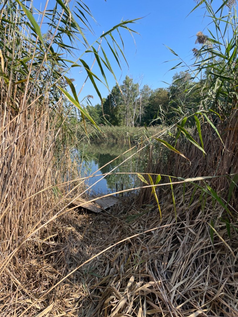 Phragmites — Invasive Phragmites Control Centre